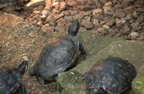 Best Turtle Basking Platform 2023 Buying Guide And Reviews Top 5