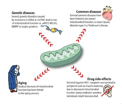 Mitochondrial Dysfunction Is Associated To Different Diseases As Well