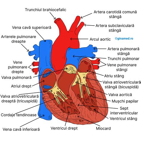 Sistemul Cardiovascular Biologie Barrons Ginamed