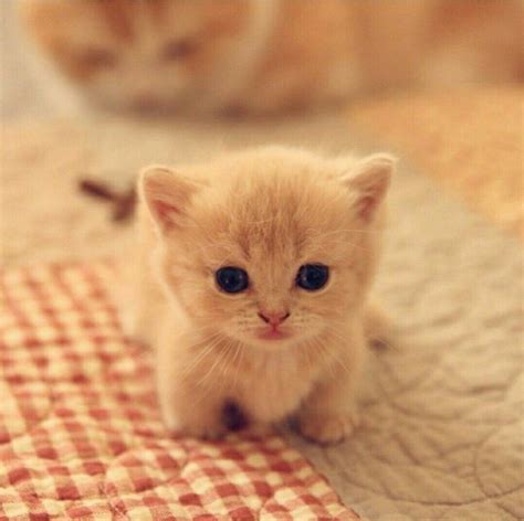 Beautiful Baby Cats Images