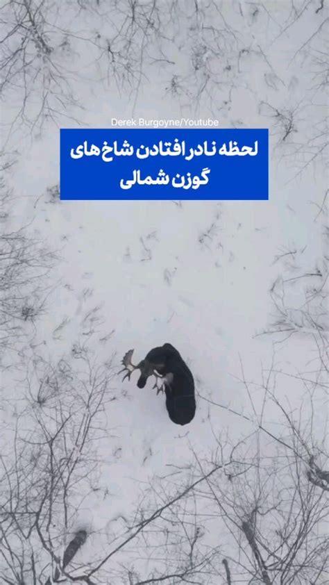 ‎👁 تـمـاشـای جــهـان 🌏‎ ‎چه خوبه با حیوانات مهربون باشیم😍 کدام