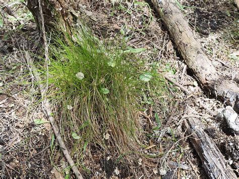 Juncus Bulbosus