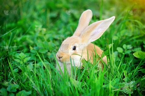 在绿草的小兔子