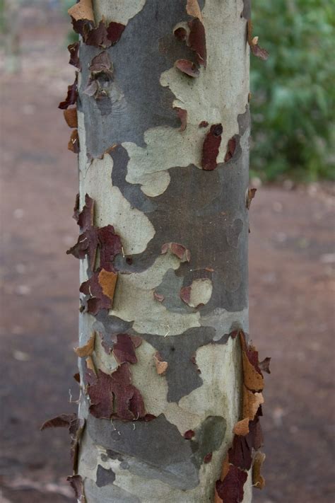 Eucalyptus Maculata Seeds Phoenix Desert Seeds