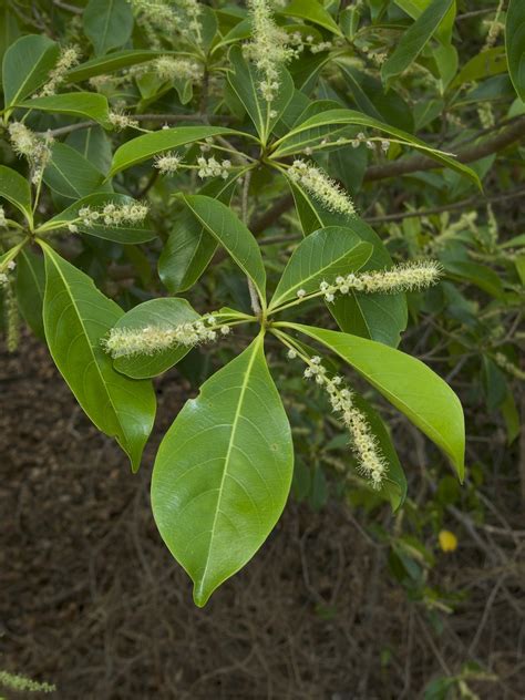 Terminalia Microcarpa Damson Plum — Territory Native Plants