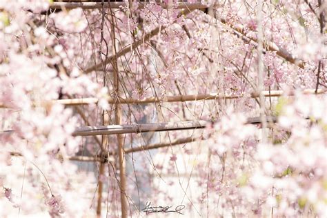 Japan Flickr
