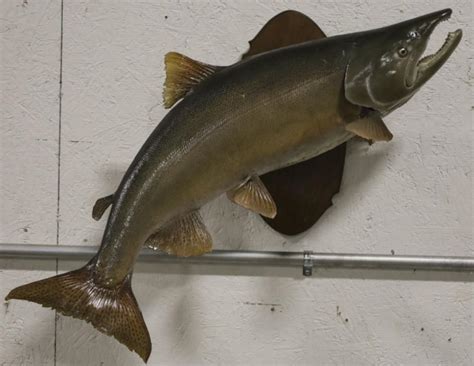 Bid Now Trophy Great Lakes King Salmon Wall Mount Invalid Date Cst