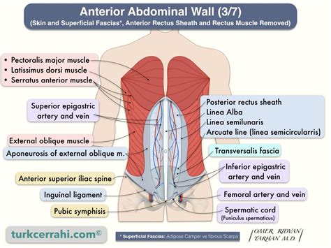 Anatomy Of The Abdominal Wall Turkcerrahi
