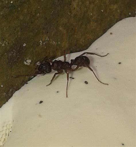 Ant Project Noah