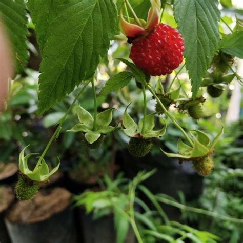 Jual Bibit Pohon Rasberry Tanaman Buah Rasberry Arben Di Seller Agro