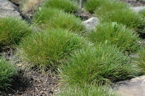 Овсяница метельчатая (Готье) (Festuca scoparia) || питомник Дикие травы
