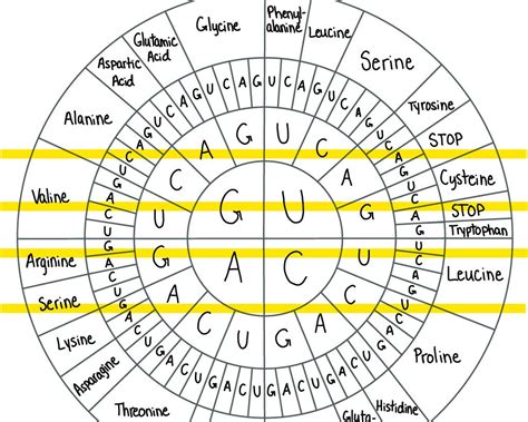 Amino Acids Codon Chart