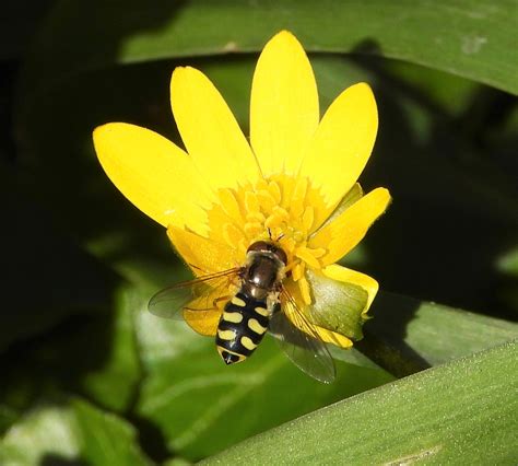 Eupeodes Corollae Migrant Hoverfly Insect Photos