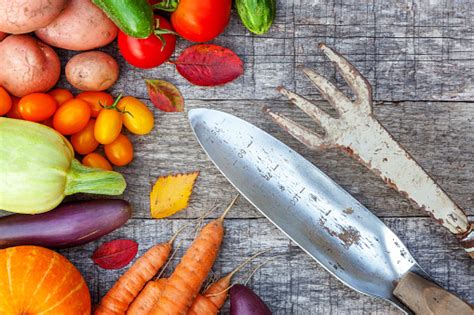 국가 스타일의 나무 배경에 구색 다른 신선한 유기농 야채와 원예 도구 지역 정원은 깨끗한 음식을 생산 가을에 대한 스톡 사진 및 기타 이미지 Istock