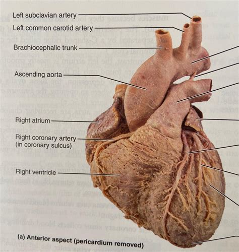 Sulcus Terminalis Heart