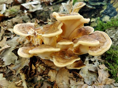 Mushroom Time By Gecko Online On Deviantart