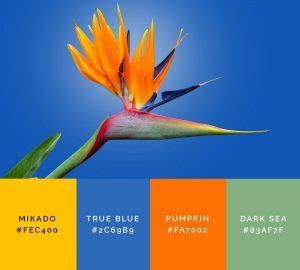 Shades Of Orange Color With Names Hex Rgb Cmyk