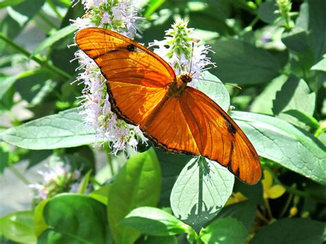 Butterflies Live At Lewis Ginter Botanical Garden