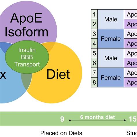 Schematic Of The Experimental Design And Interaction Between Apoe