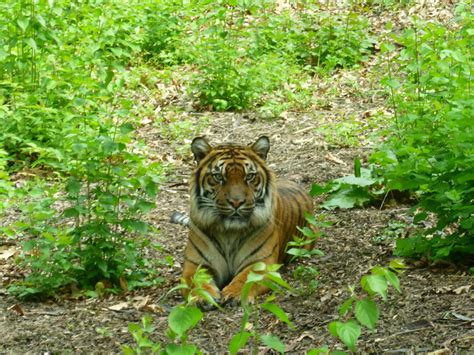 Free Images Wildlife Zoo Jungle Fauna Tiger Big Cats Cat Like