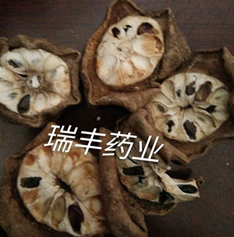 八月札 预知子 统 产地 湖北省 中药材诚实通