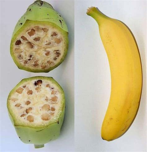 Undomesticated Banana