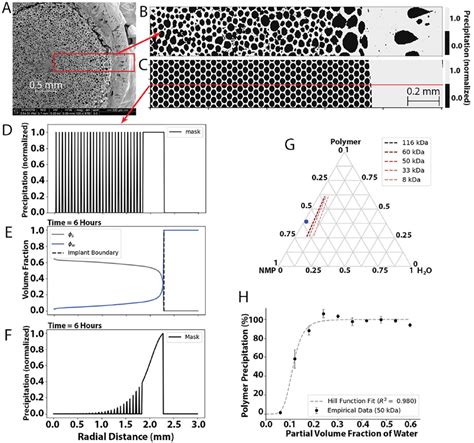 Model Development Of Polymer Solidification A Sem Image Of A