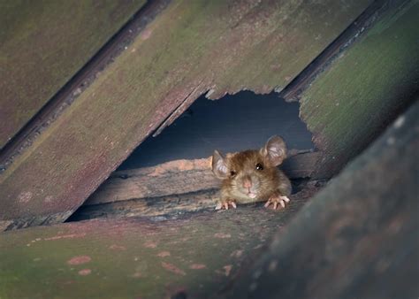 Signs Of A Rodent Infestation ADAPT Pest Management