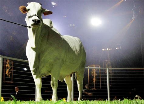 Preço de uma fazenda vaca mais cara do mundo vale R milhões
