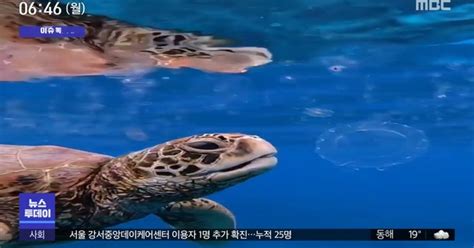 이슈톡 해파리 먹어치우는 바다거북 영상 화제