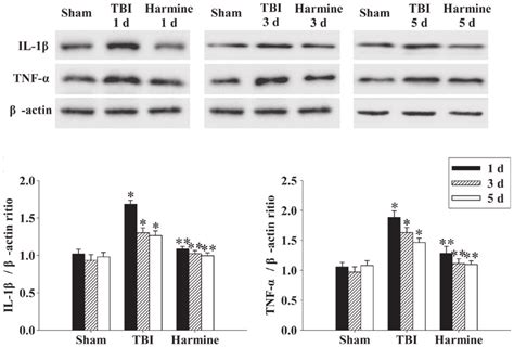 Protein Expression Levels Of Il 1β And Tnf α A Western Blot Analysis