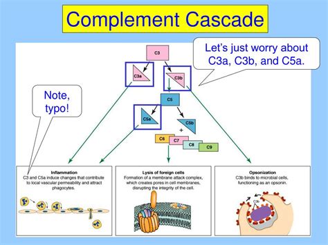 Ppt Chapter 15 The Innate Immune Response Powerpoint Presentation Free Download Id1281020