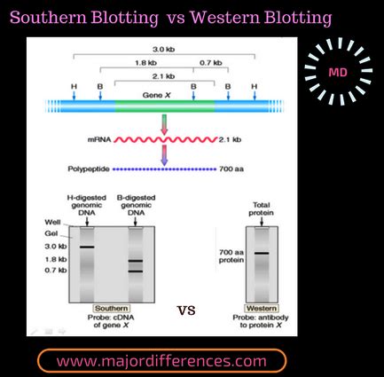 10 Differences Between Southern Blotting And Western Blotting