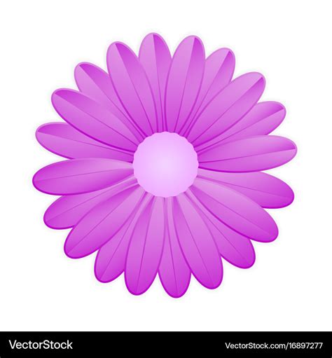 Purple Flower On White Background Royalty Free Vector Image