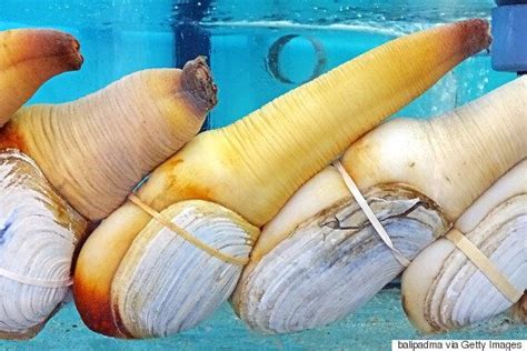 Will And Kate Eat Phallic Shaped Clam During Royal Tour Huffpost Life
