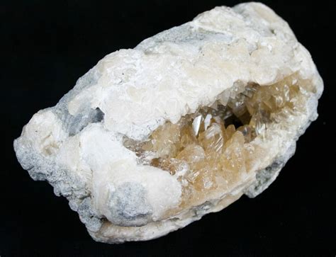 3 8 Golden Calcite Crystal Clam Fossil 6548 For Sale