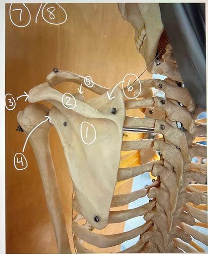 Anatomy 5 Parts Of Appendages Flashcards Quizlet