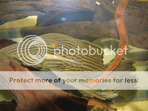 How Do You Tell The Sex Of A Royal Plecostomus