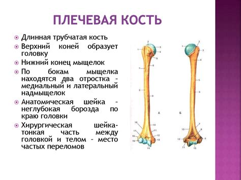 Скелет верхних и нижних конечностей Online Presentation
