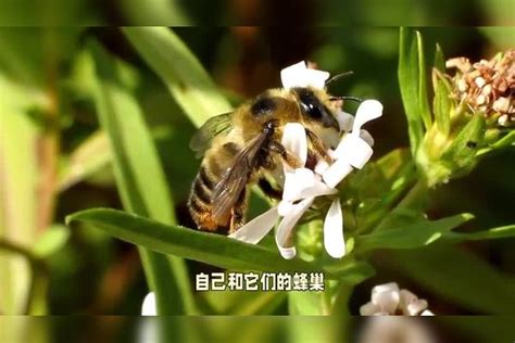 蜜蜂蜇人后会死，他为什么还是蜇别人呢？网友：真的没有想到