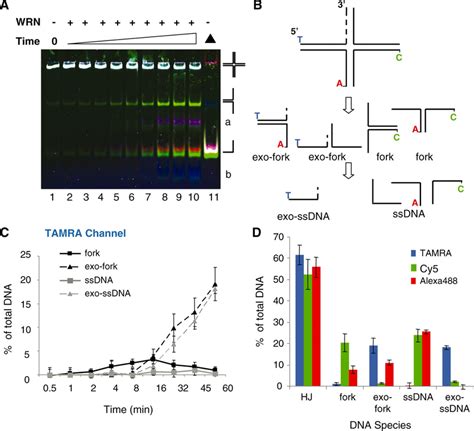 Wrn Helicase And Exonuclease Simultaneously Process Hj Substrates With Download Scientific