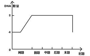 下图是某植物细胞有丝分裂一个细胞周期中部分时期示意图 分析回答 1 只考虑一个细胞周期 该图示缺少处于 期的示意图 而该时期细胞主要是进行