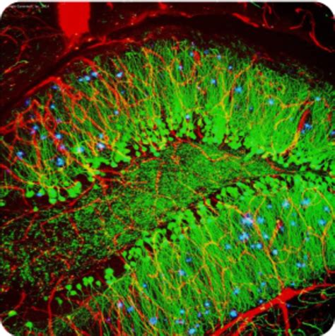 A Beginner S Guide To Building Confidence In Single Cell RNA Seq X Genomics