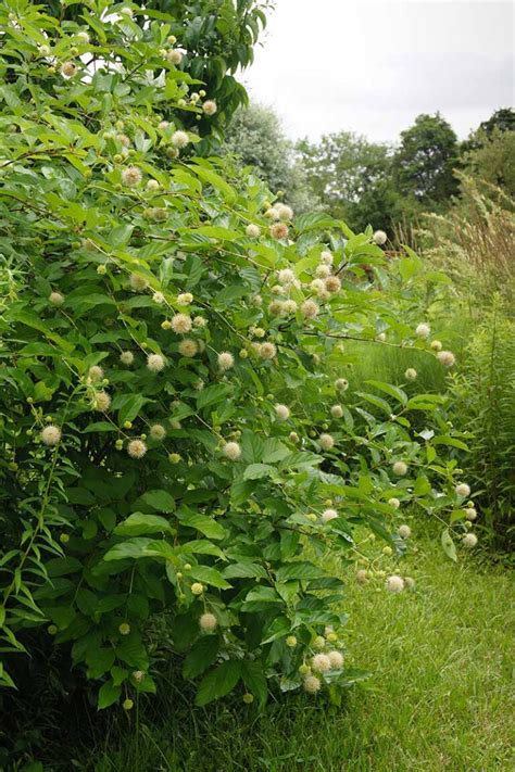 How To Grow And Care For Buttonbush Gardeners Path