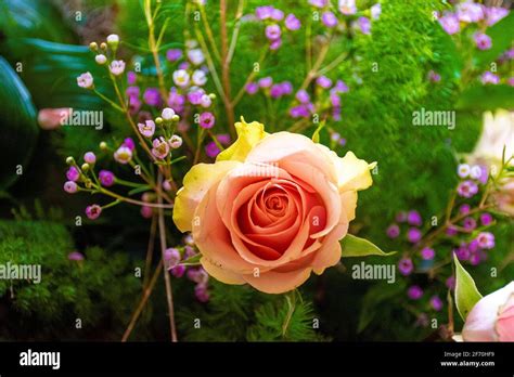Most Beautiful Pink Roses Wallpapers