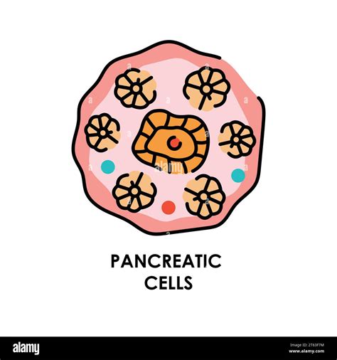 Pancreatic Cell Color Line Icon Microorganisms Microbes Bacteria Vector Isolated Element