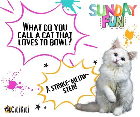 citi kiti cat sitter service on linkedin 🐱📢 hey there feline