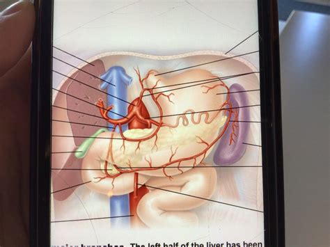 Abdomen Arteries Diagram Quizlet