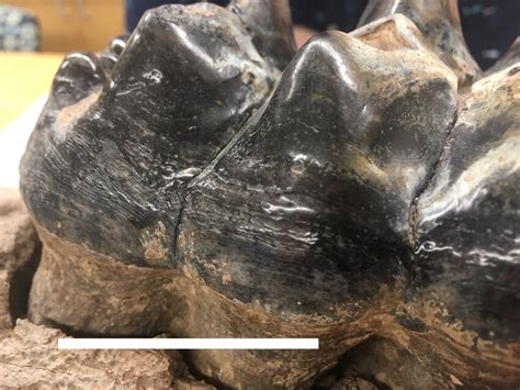 Enamel Details Of The M3 Of The Goose Creek Mastodon Longitudinal