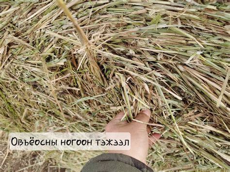 Малын Тэжээлийн Онлайн Худалдаа Ulaanbaatar